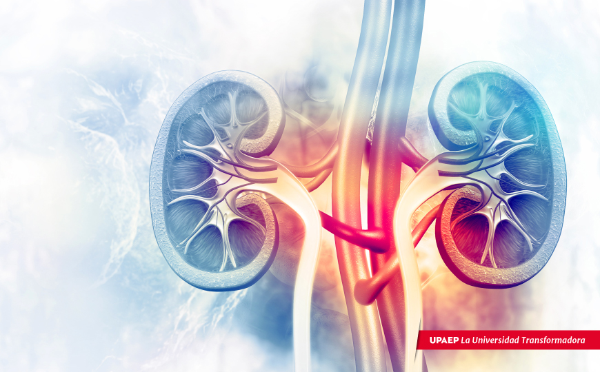 UPAEP prepara Diplomado en Enfermedad Renal Crónica | UPRESS UPAEP prepara Diplomado en Enfermedad Renal Crónica | UPRESS